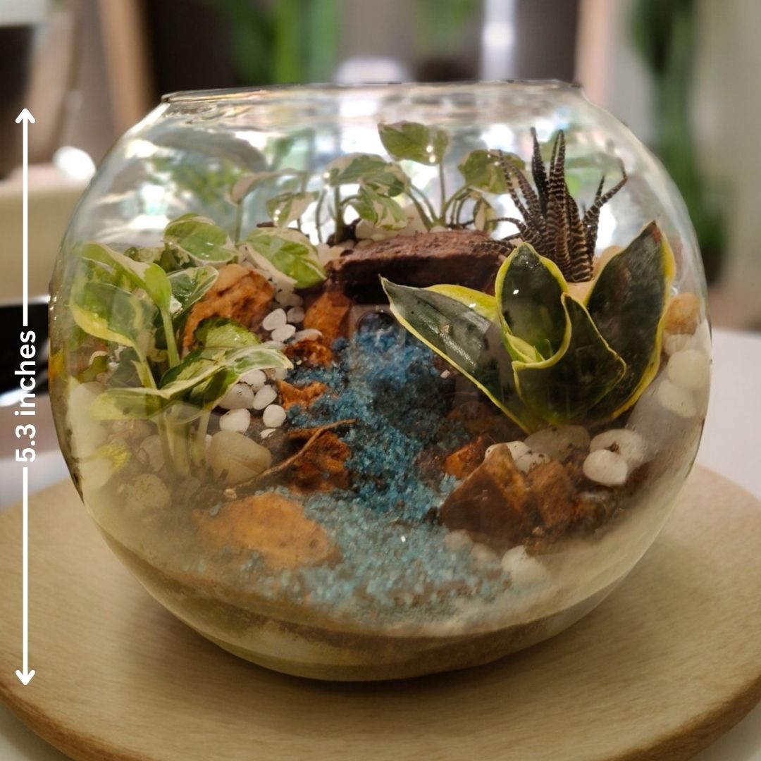 The Arctic Forest Terrarium Kit Like Succulents Plants – Crazyflora