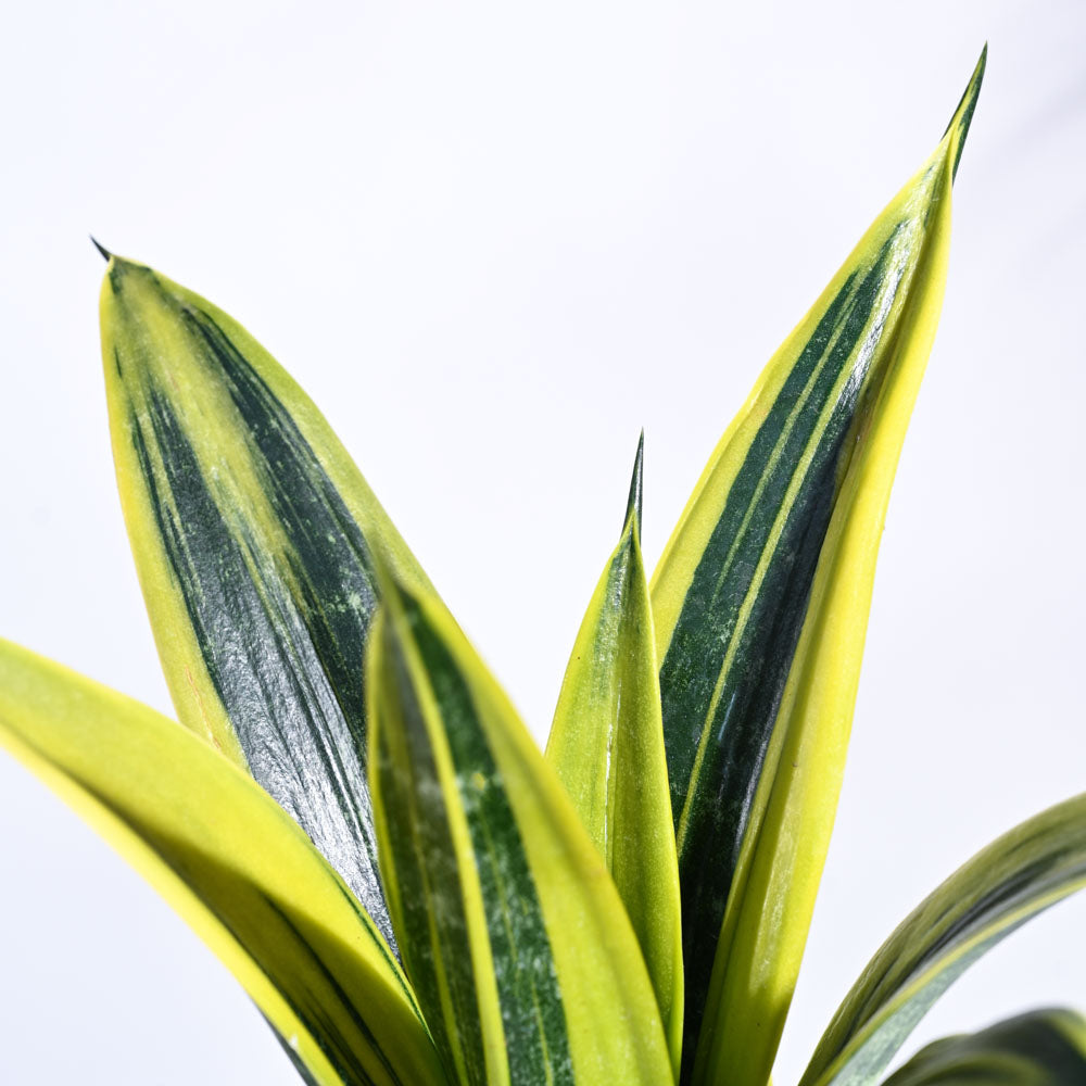 Sansevieria Gold Flame Snake Plant – Adult – Crazyflora