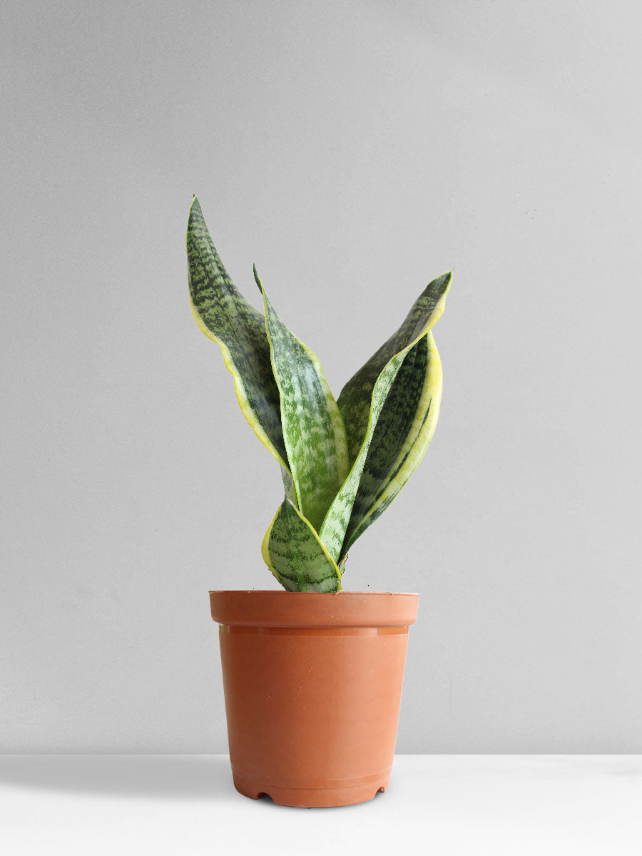 Sansevieria Superba Green - Snake Plant – Crazyflora